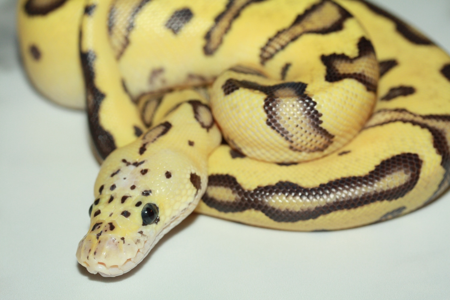 OD Firefly Enchi Spotnose Clown Ball Python by Matt Yates Reptile Co ...
