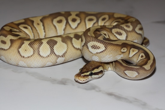 Pastave Enchi Female Poss DH Hypo Clown Ball Python by Matt Yates ...