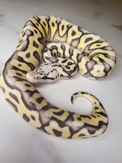 Pastel Spotnose OD Cryptic 100% Het Hypo 100% Het DG Ball Python by ...