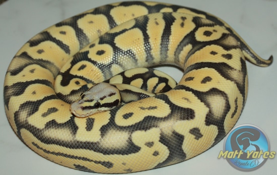 Proven Hypo Desert Ghost Pastel 100% Het Clown Ball Python by Matt ...