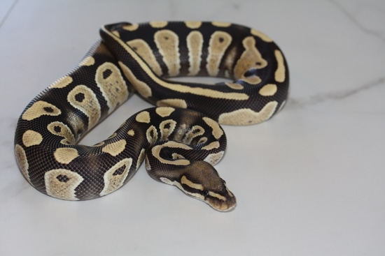 Chocolate Or Wookie Desert Ghost 66% Het Hypo Ball Python by Matt Yates ...