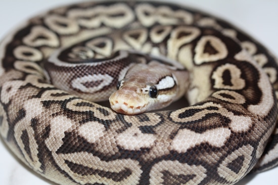 Pewter 100% Het Ultramel 100% Het Clown Poss OD Ball Python by Matt ...