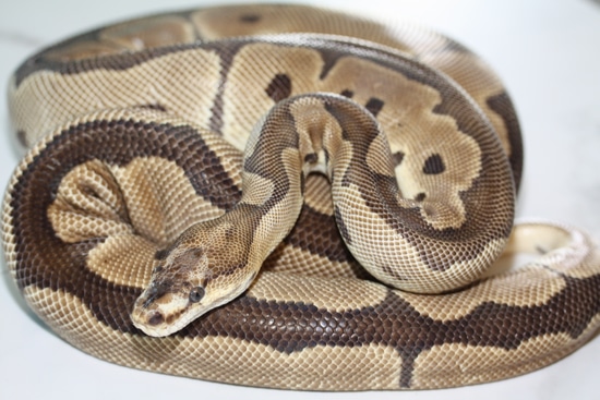 Scaleless Head Clown Proven Female Ball Python by Matt Yates Reptile Co