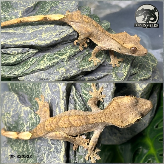 Tiger Crested Gecko by Yayi’s Sales