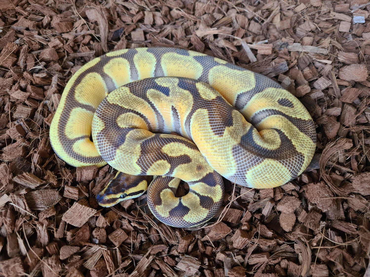 Orange Dream Enchi Asphalt Or Specter Ball Python by YBalls Python ...