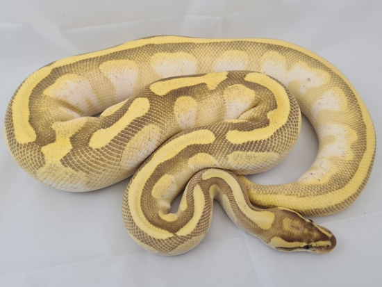 Orange Dream Enchi Lesser Sugar Ball Python by YBalls Python Regius