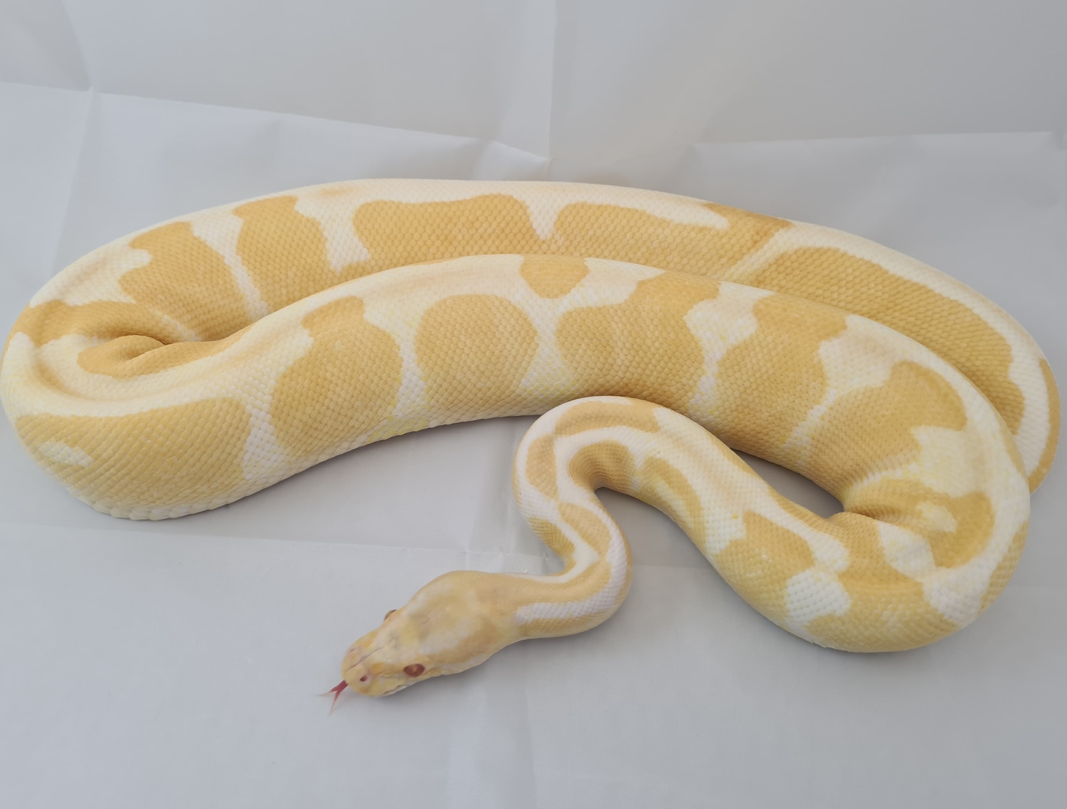 Albino 100% Het Pied Ball Python by YBalls Python Regius - MorphMarket