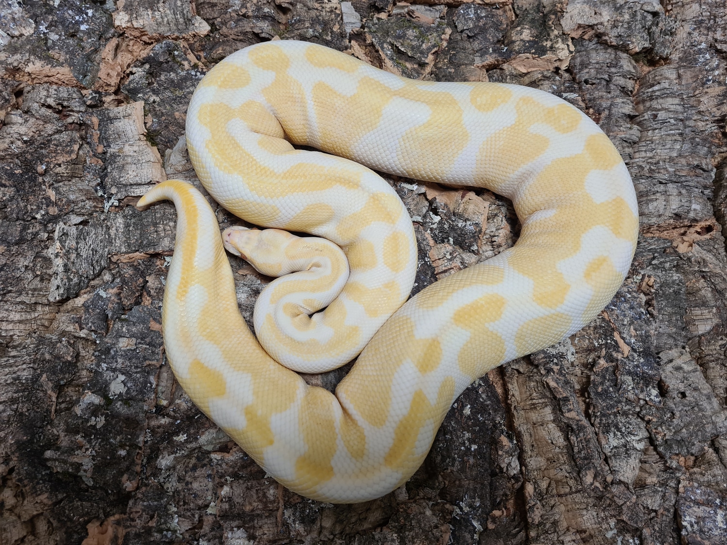 Enchi Albino 3000g Ball Python by YBalls Python Regius - MorphMarket