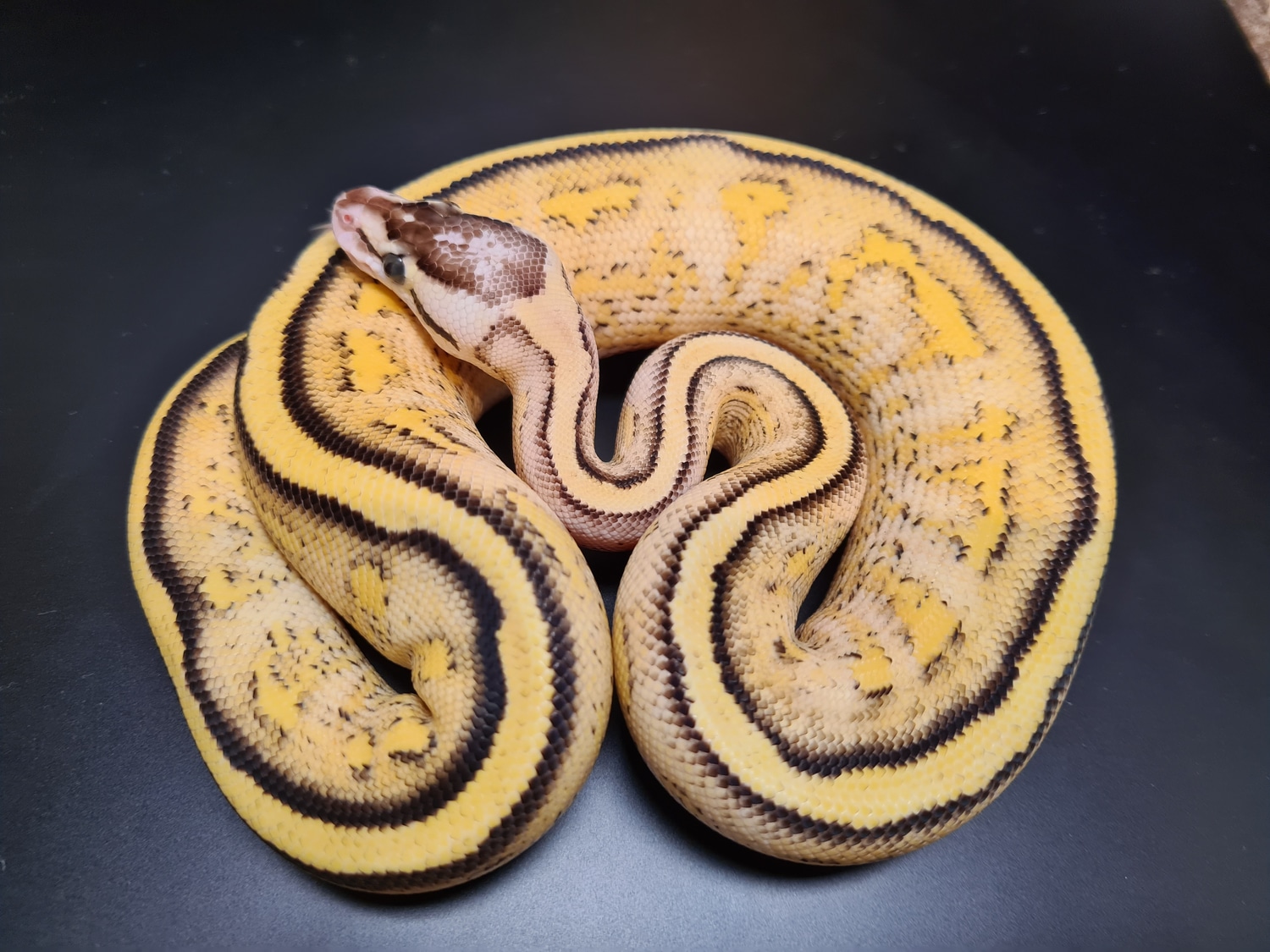 Pastel Super Stripe Ball Python by YBalls Python Regius - MorphMarket