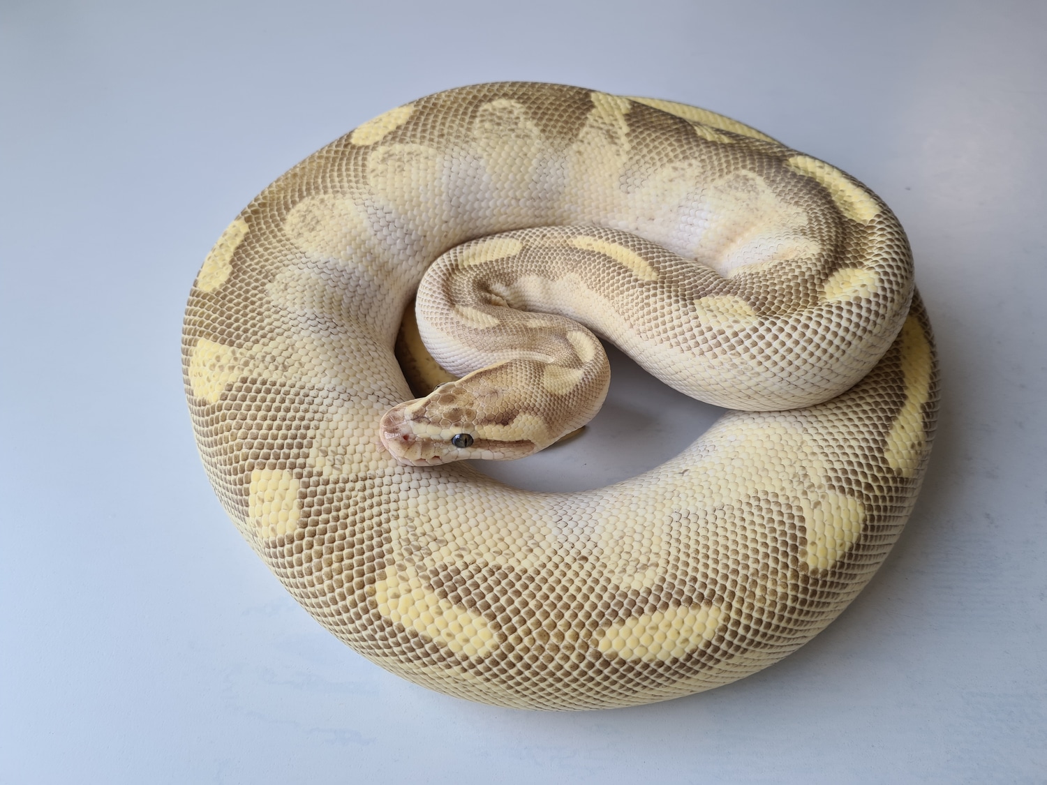 Enchi Fire Lesser Yellowbelly Ball Python by YBalls Python Regius ...