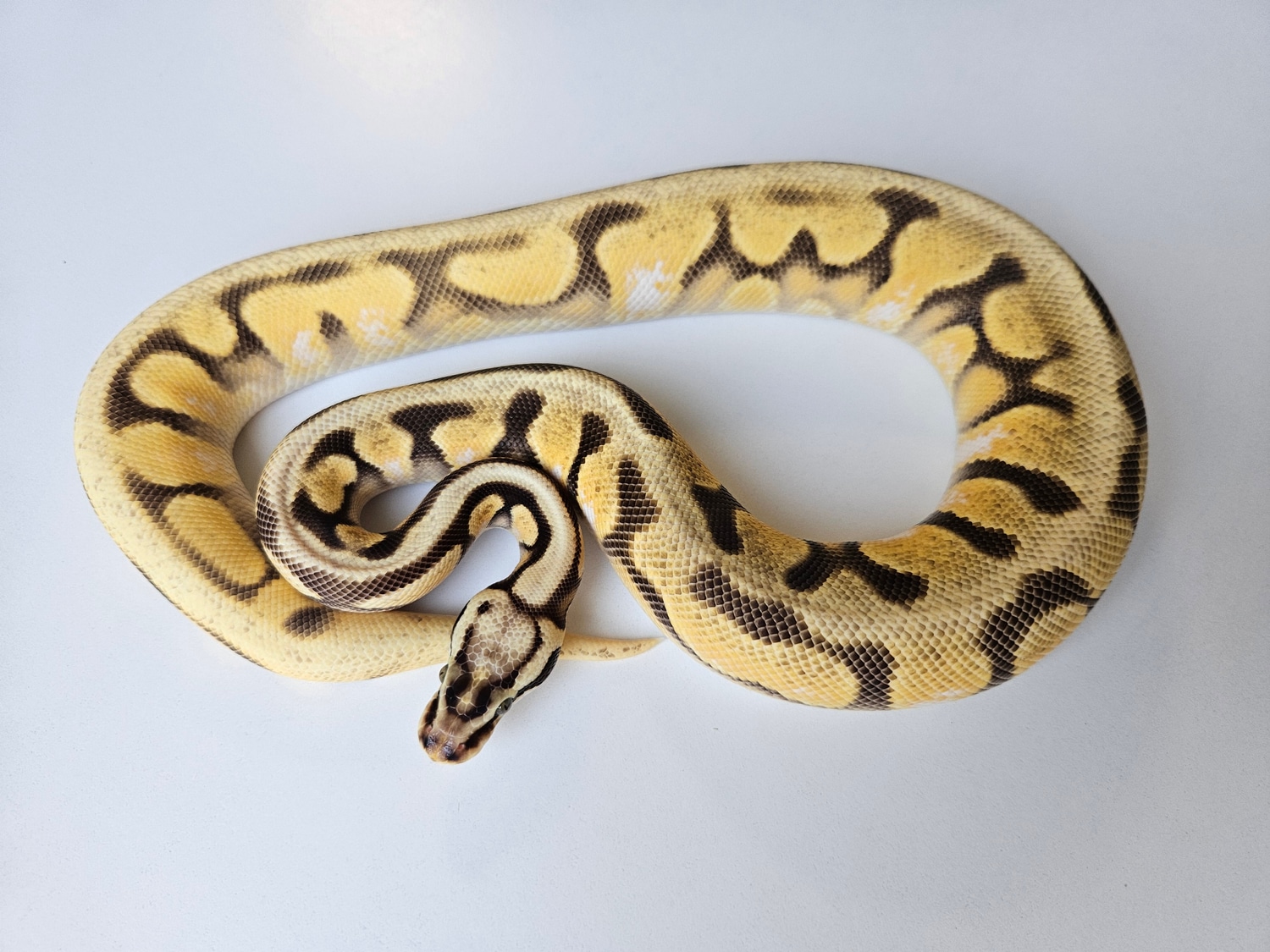 OD Spotnose Enchi Pastel Yellowbelly Ball Python by YBalls Python ...