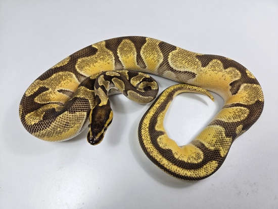 Orange Dream Enchi Asphalt Or Specter Ball Python by YBalls Python Regius