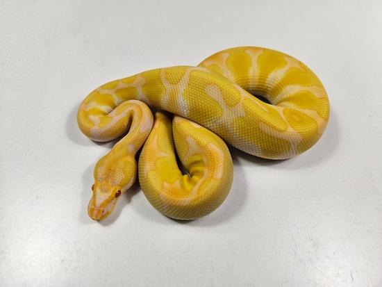 Orange Dream Enchi Albino Ball Python by YBalls Python Regius
