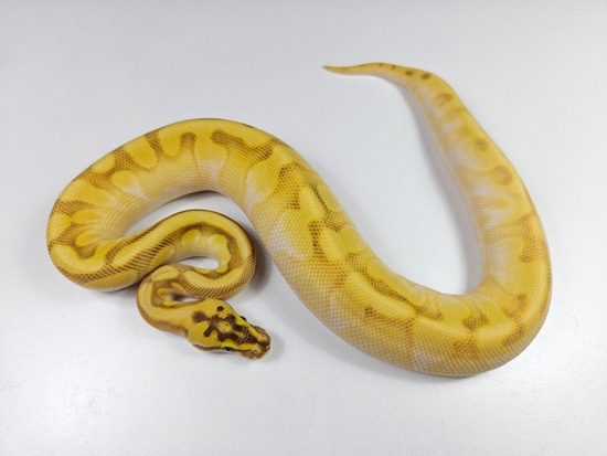 OD Super Enchi Pastel Lesser Sugar Pos Fire/YB Ball Python by YBalls Python Regius