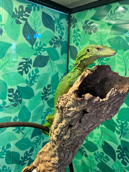 Green Tree Monitor by Project Tarantula