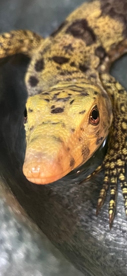 Sulphur Asian Water Monitor by Project Tarantula