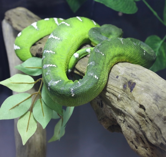 Male Emerald Tree Boa Northern Emerald Tree Boa by Project Tarantula