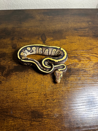 Cinder Genetic Stripe Ball Python by Yellow Boy Exotics