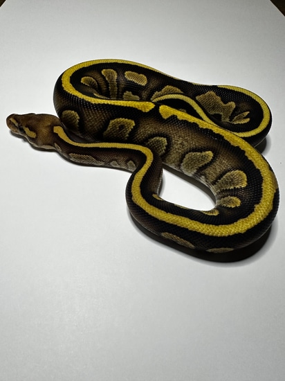 Cinder Het Lavender Ball Python by Yellow Boy Exotics