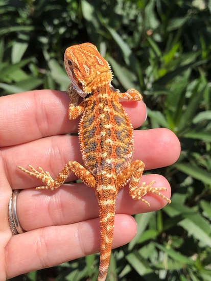 Red Orange Tiger Male Double Het Trans/Hypo Central Bearded Dragon by ...