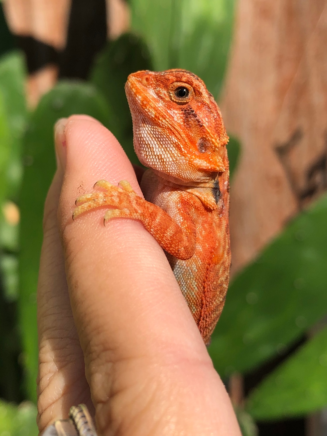 STUNNING Red Translucent Leatherback 100% Het Hypo Central Bearded ...