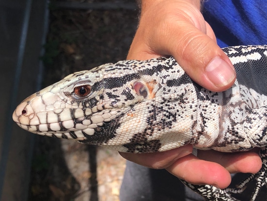 Gorgeous Double Het Anery And Albino Male Other Tegus by Yellow Room ...