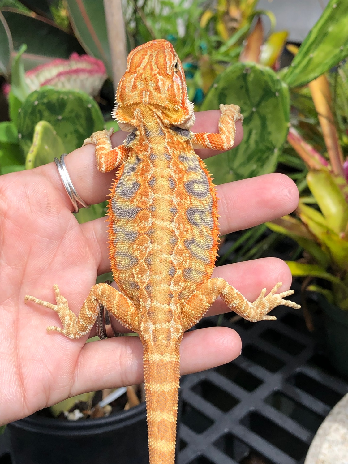Hypo Leather Citrus Sunburst Tiger Female Pos Het Translucent Central ...