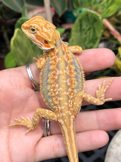 Hypo Citrus Sunburst Tiger Leatherback Dunner Female Central Bearded ...