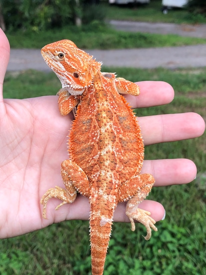 Red Hypo Het Translucent Female Central Bearded Dragon by Yellow Room ...
