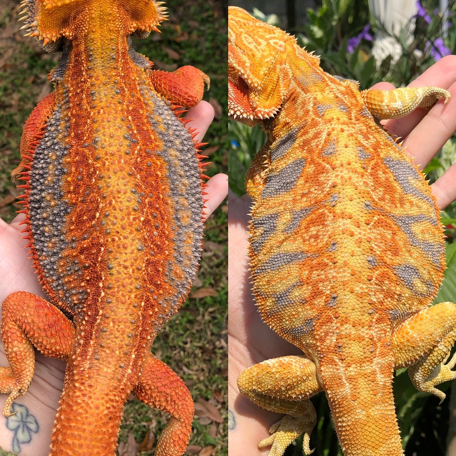 Hypo Citrus Sunburst Tiger Female Great Bars Central Bearded Dragon by ...
