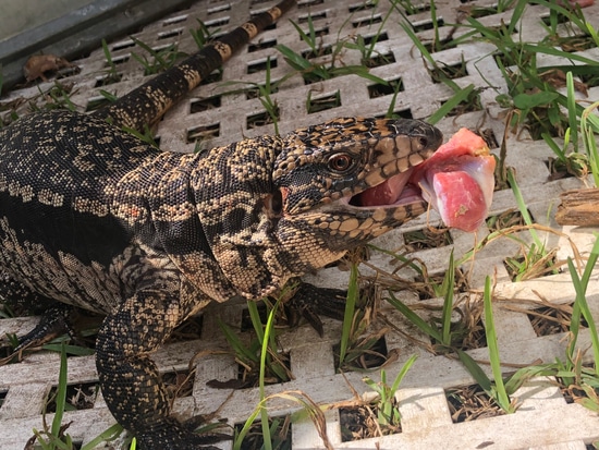 Pink Panther Adult Female 100% Het Anery/Albino Other Tegus by Yellow ...