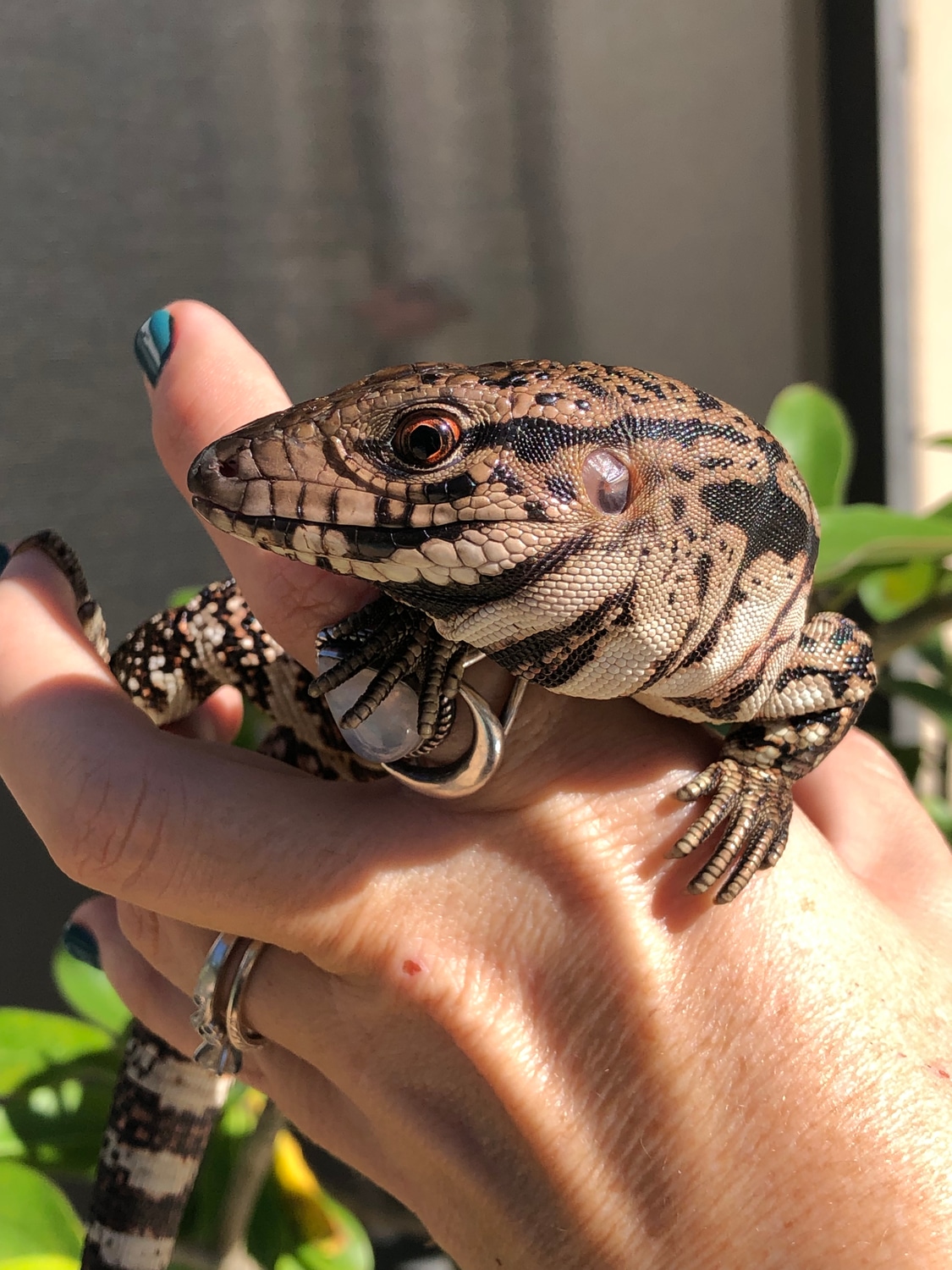 Super Sweet Pink Panther Lines Pos Double Het Albino And Anery Tegu by ...