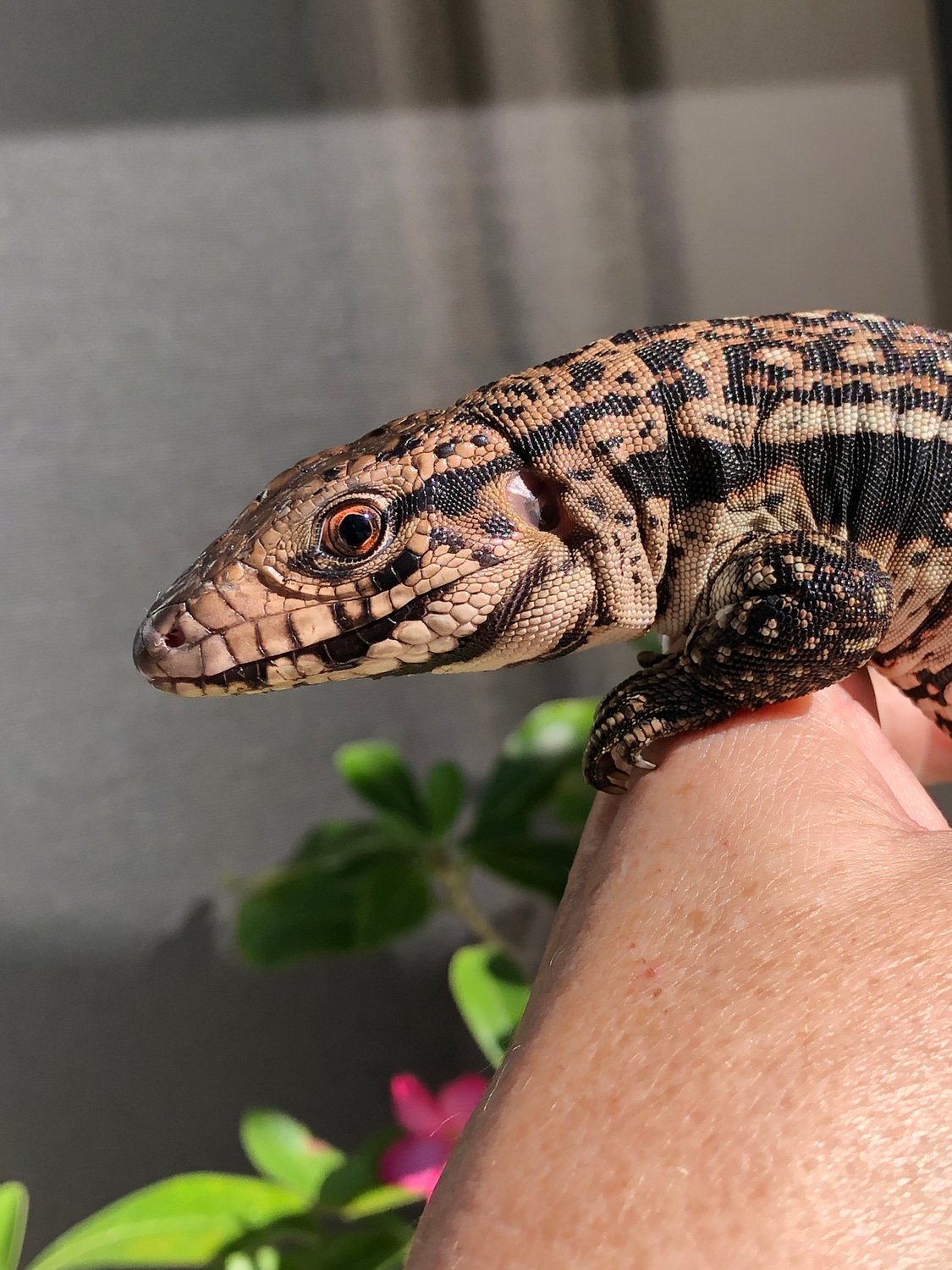 Super Sweet Pink Panther Lines Pos Double Het Albino And Anery Tegu by ...