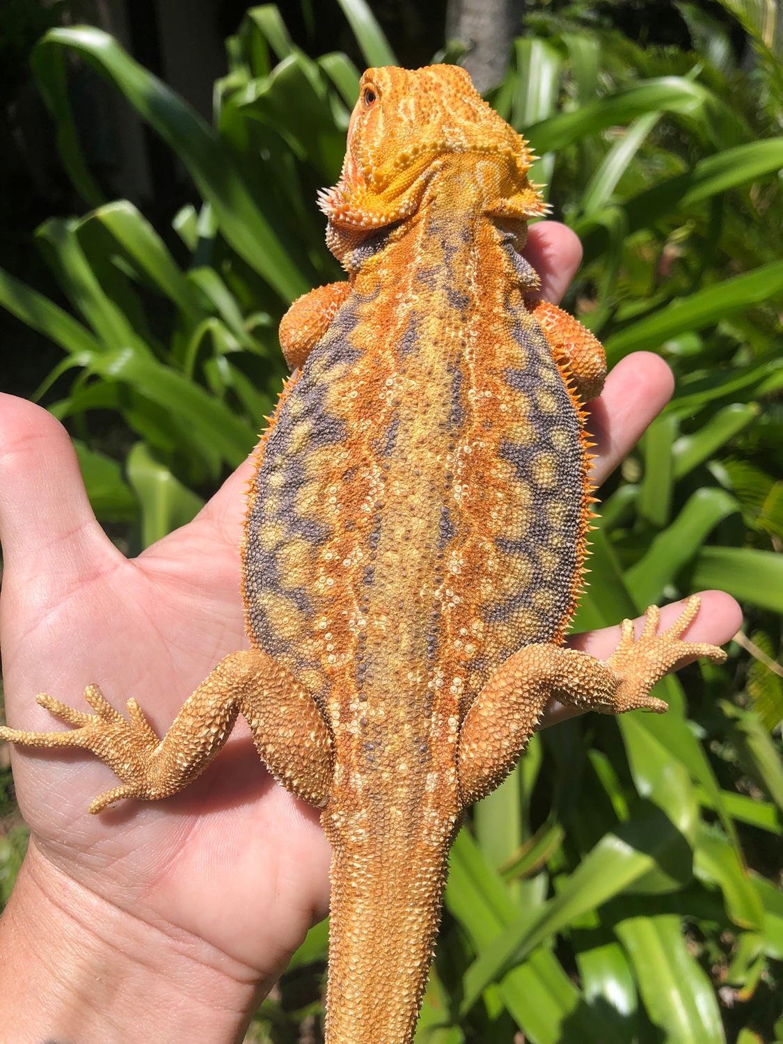Citrus Sunburst Hypo Leather Dunner Female Central Bearded Dragon by ...