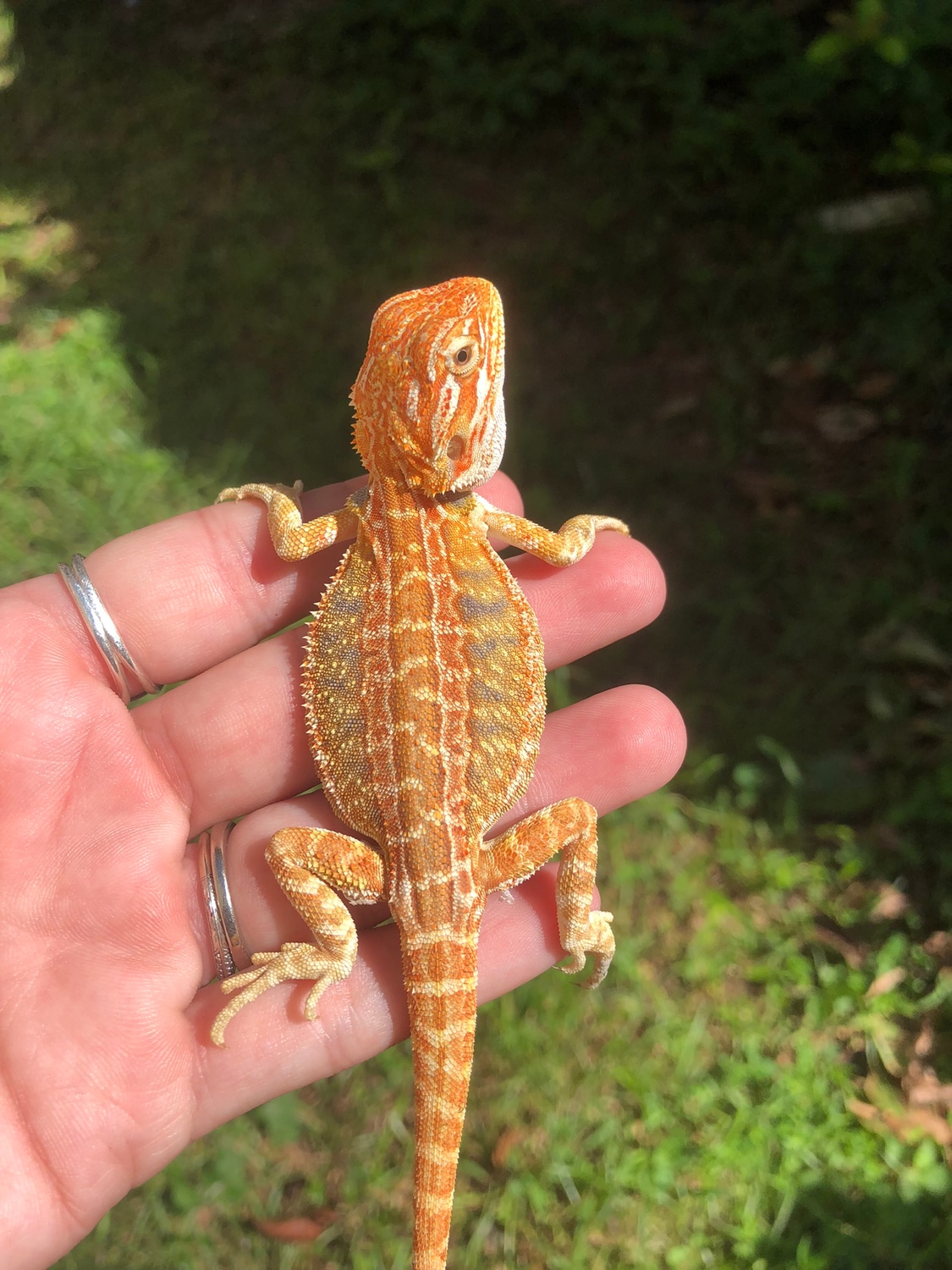 Hypo Orange Citrus Leatherback Genetic Stripe Central Bearded Dragon by ...