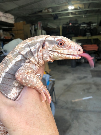 Pink Panther X Ruby Red Lines Albino Argentine Tegus by Yellow Room ...