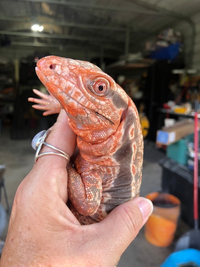 Pink Panther X Ruby Red Lines Albino Argentine Tegus by Yellow Room ...
