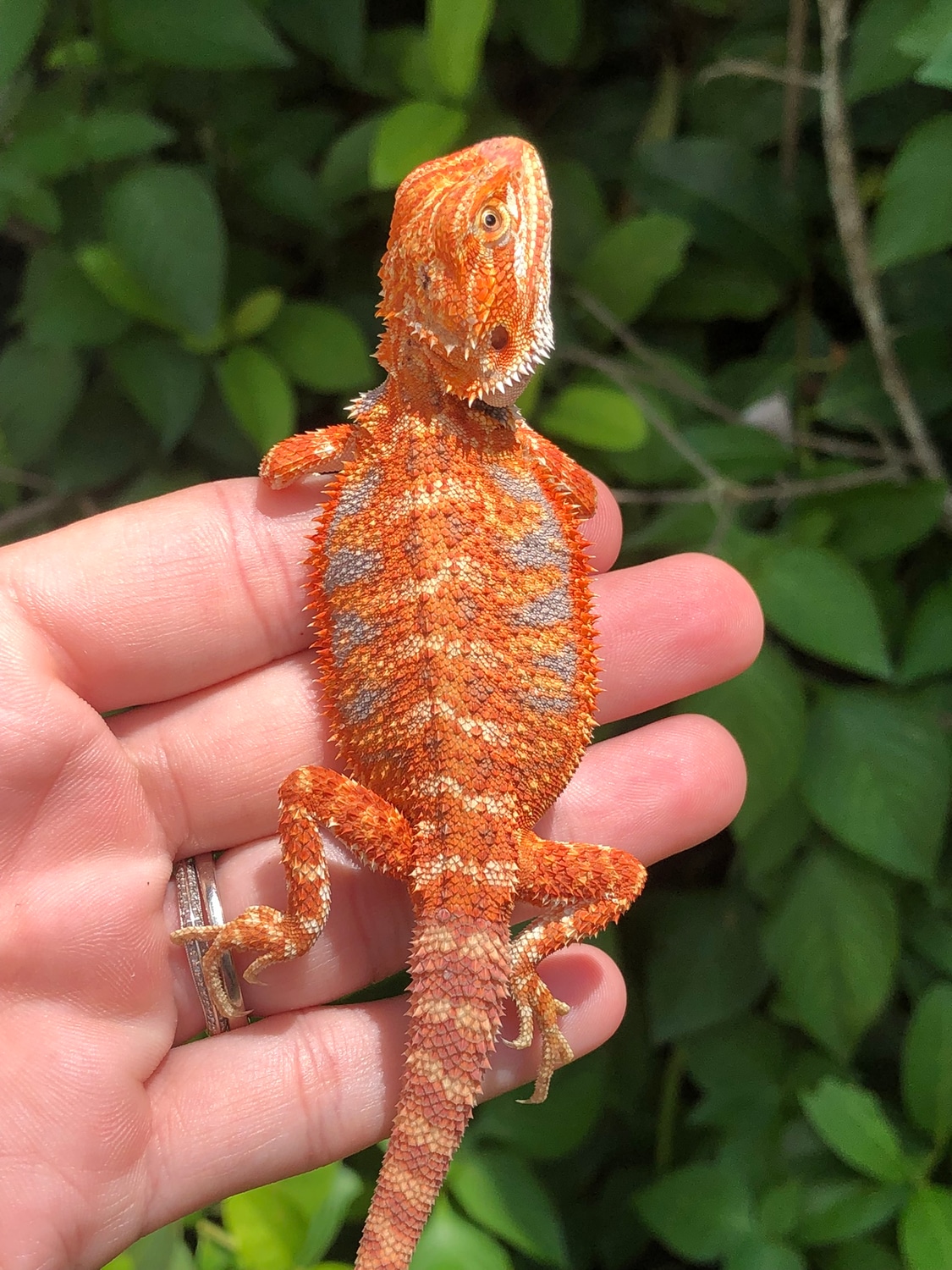 Beautiful Hypo Tangerine Tiger Female Central Bearded Dragon by Yellow Room Reptiles - MorphMarket