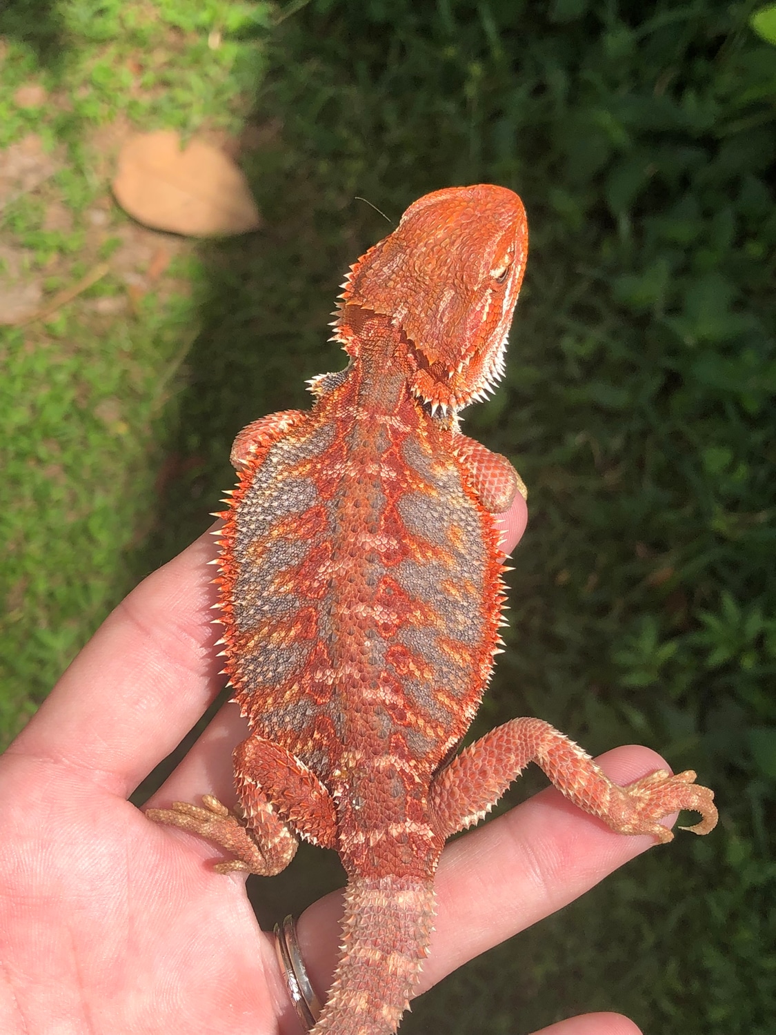 Look At That Blue! Central Bearded Dragon by Yellow Room Reptiles ...