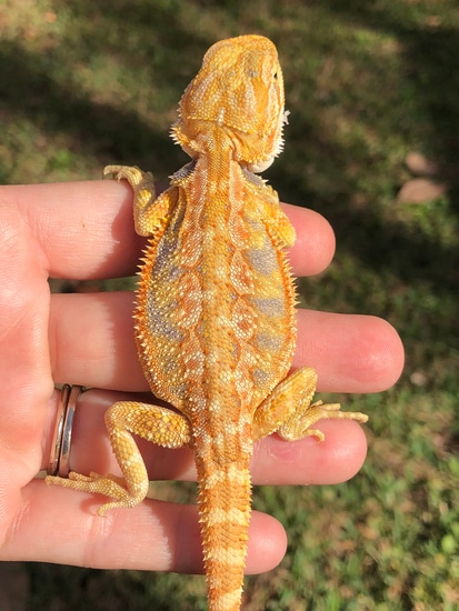 Citrus Tiger Bearded Dragon