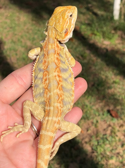 Hypo Leather Citrus Tiger Male Central Bearded Dragon by Yellow Room ...