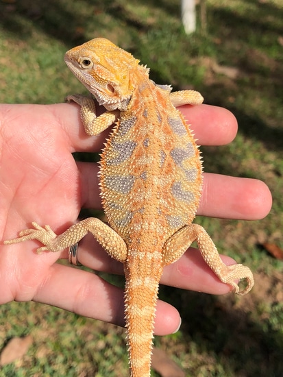 Hypo Citrus Sunburst Tiger Female Central Bearded Dragon by Yellow Room ...
