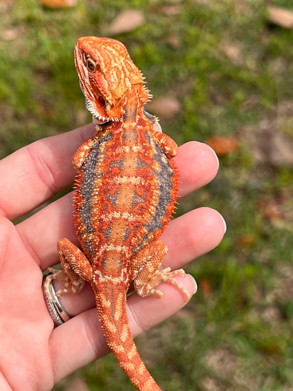Super Sweet Hypo Leatherback Dunner Juvie Female Central Bearded Dragon ...