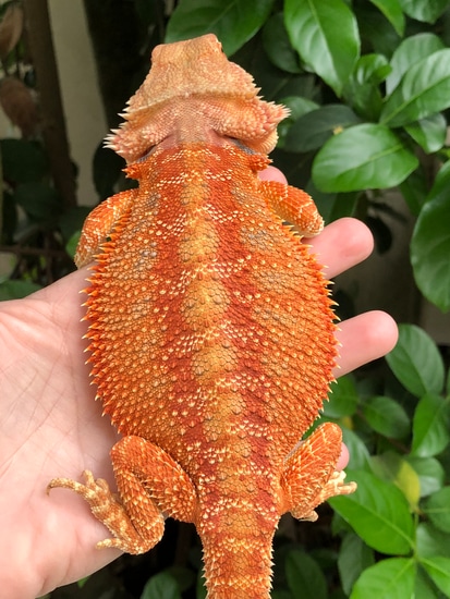 Chunky Hypo Tangerine Subadult Female! Central Bearded Dragon by Yellow Room Reptiles