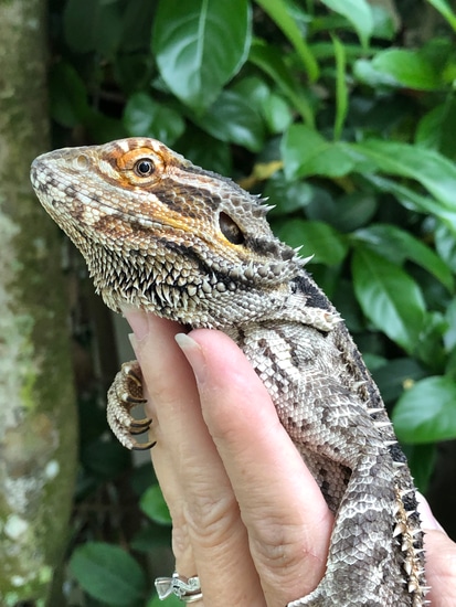 Hybrid Female Het Hypo Central Bearded Dragon by Yellow Room Reptiles