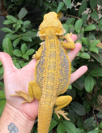 YELLOW YELLOW YELLOW Hypo Citrus Genetic Stripe Dunner Male! Central ...