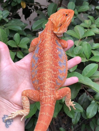 STELLAR Hypo Red Rainbow Tiger Leatherback Male Central Bearded Dragon ...