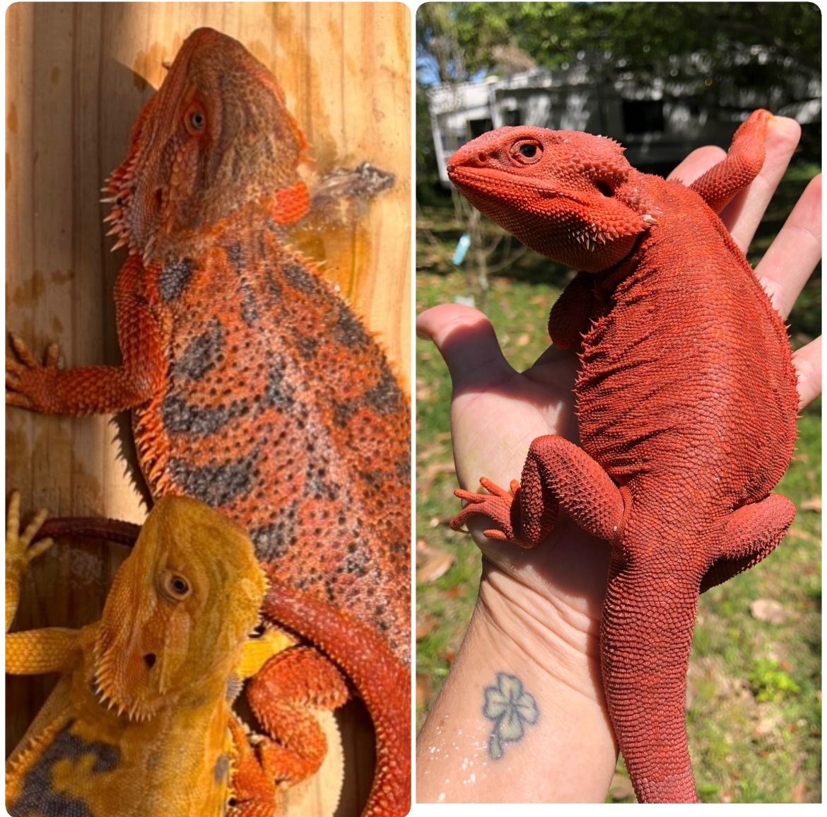 Super Sweet Hypo Tangerine Tiger Monster line Male Het Translucent