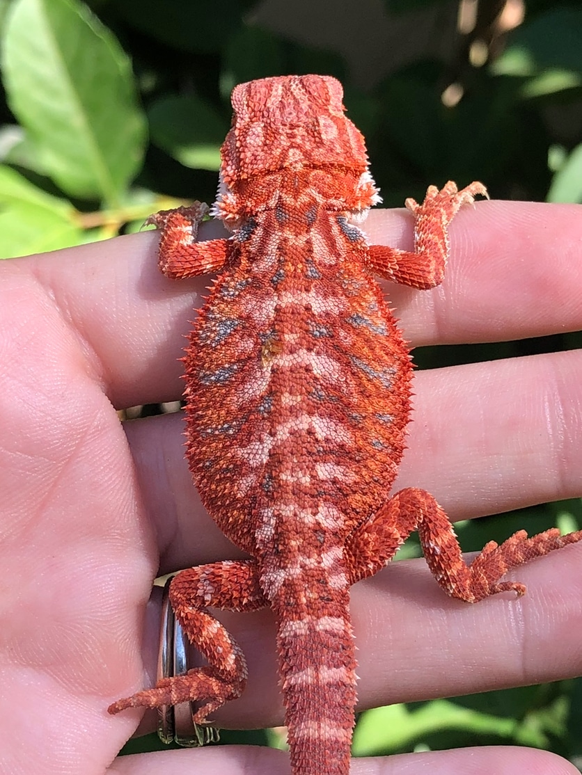 STUNNING RED Hypo Monster line Female Het Translucent