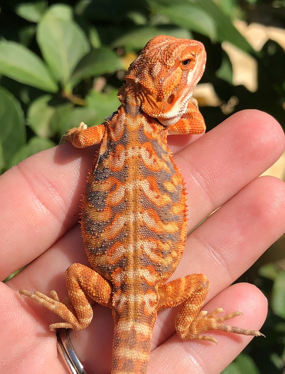 Gorgeous Hypo Tangerine Tiger Leatherback Monster line Male Het Translucent